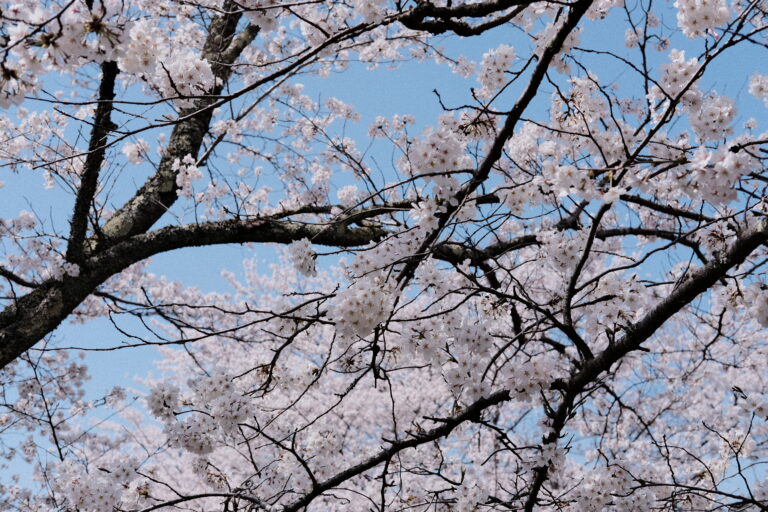 桜の頃を過ぎても | Blog by Sasao.